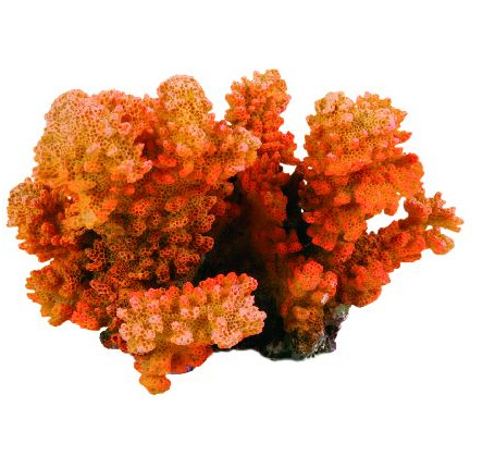 Prstasti koral,12 cm