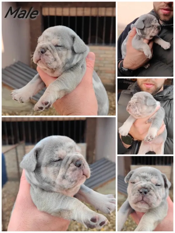 Francuski Buldog Standard i Exotic