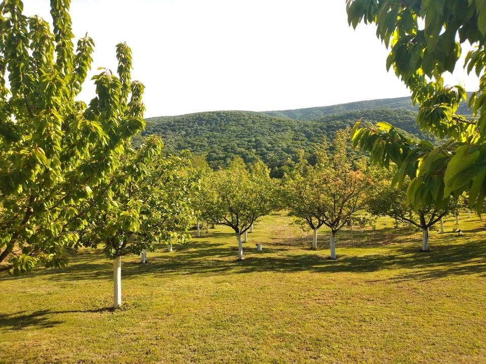 Plac 56 ari, u nacionalnom parku Fruska gora