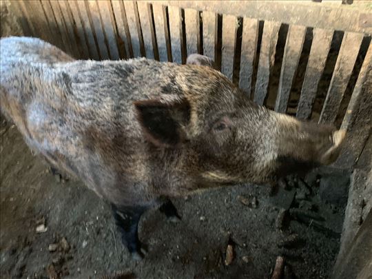 Na prodaju divlja svinja krmaca