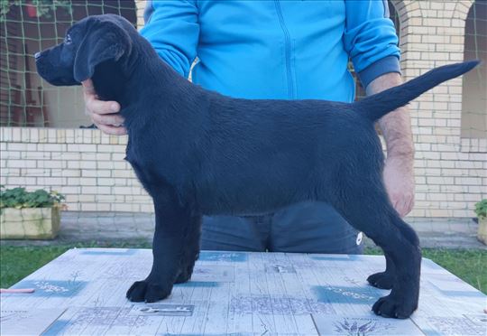 Labrador retriver, vrhunski štenci