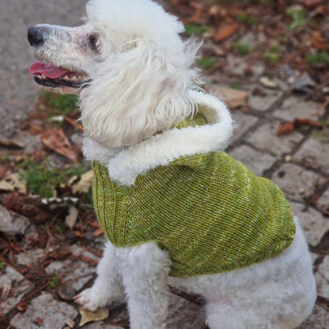 Džemper za psa