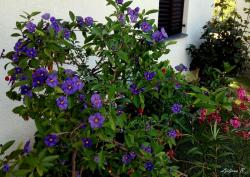 solanum plavi cvet