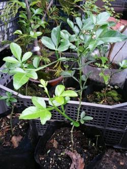 Poncirus trifoliata ili sibirski limun