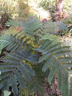 Albicija julibrissin sadnica