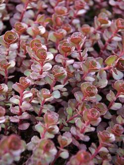 SEDUM RED CARPET