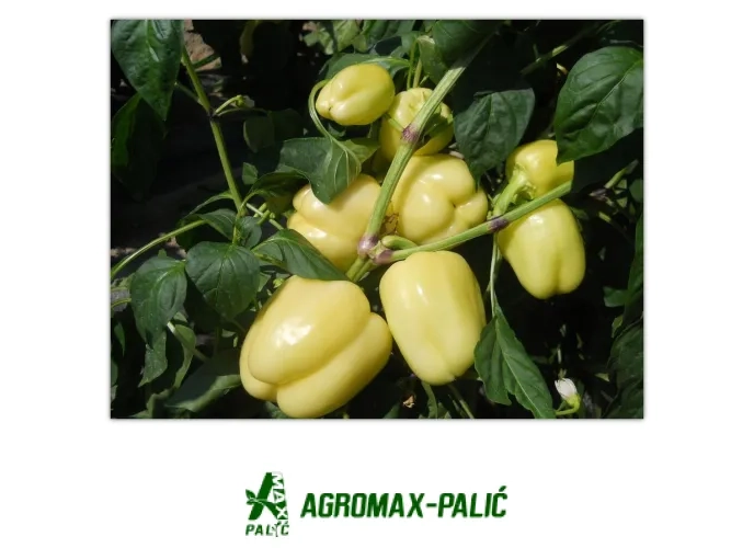 Paprika Ramona F1