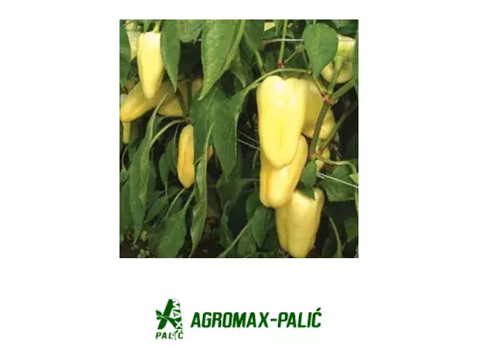 Paprika Dimetio F1