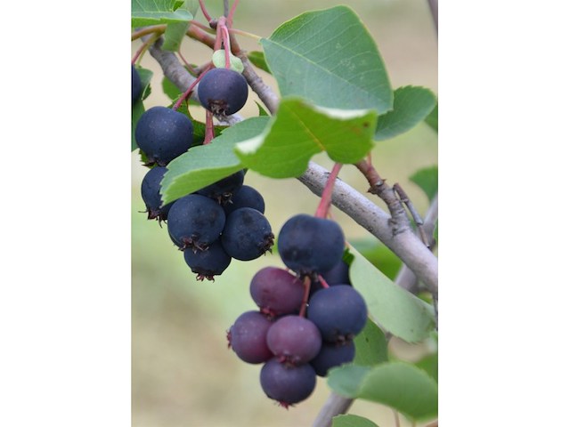 Merala Mongolska borovnica 4 (Amelanchier canadensis)