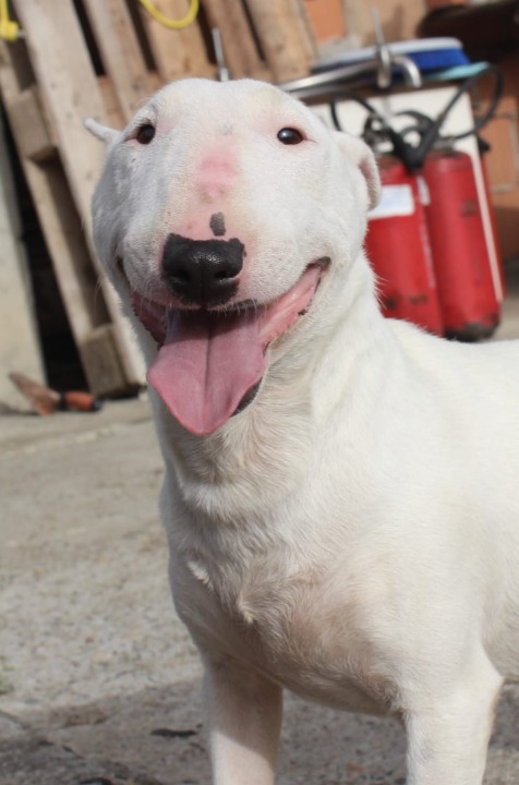 Mini Bull Terijer ženka