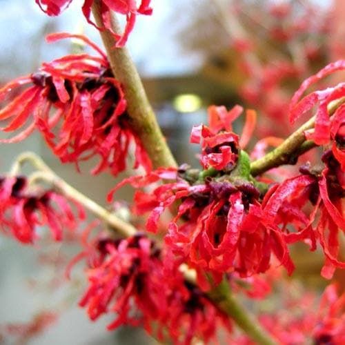 Hamamelis X Intermedia Diane – Hamamelis