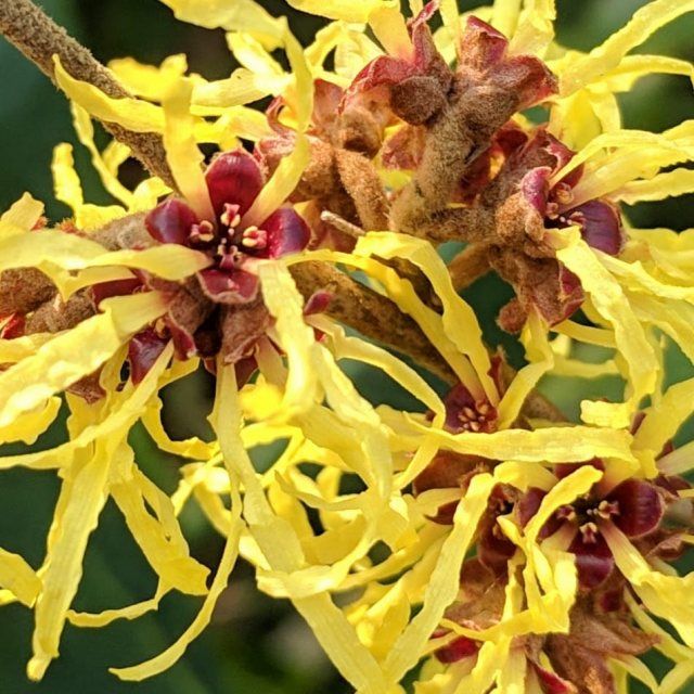 Hamamelis X Intermedia Pallida - Hamamelis