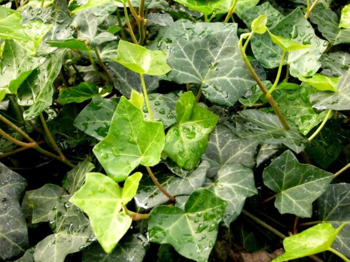 Hedera Helix Hibernica - Bršljen