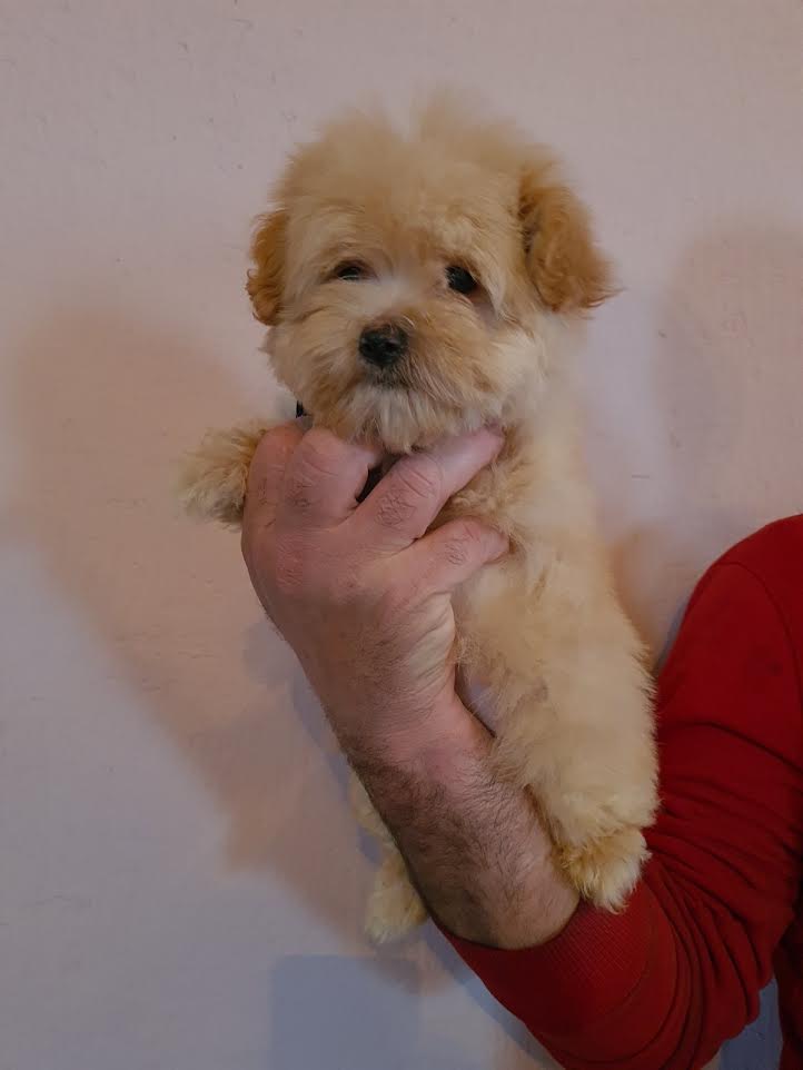 Maltipoo štenci