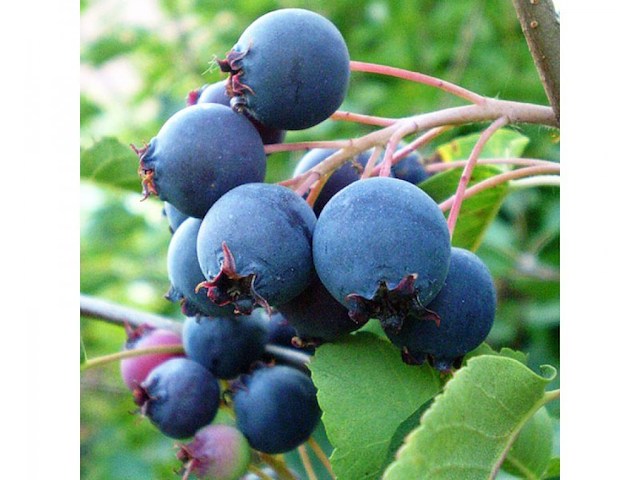 Merala Mongolska borovnica 10 (Amelanchier canadensis)