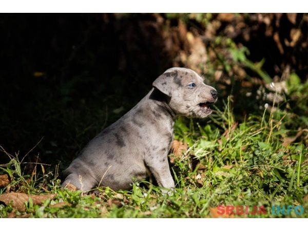 Američki pit bull terijer štenci