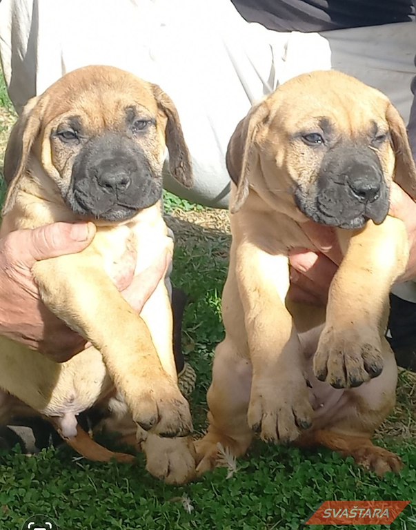 Presa Canario prelepi štenci