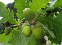 Quercus robur (seme) Hrast luznjak