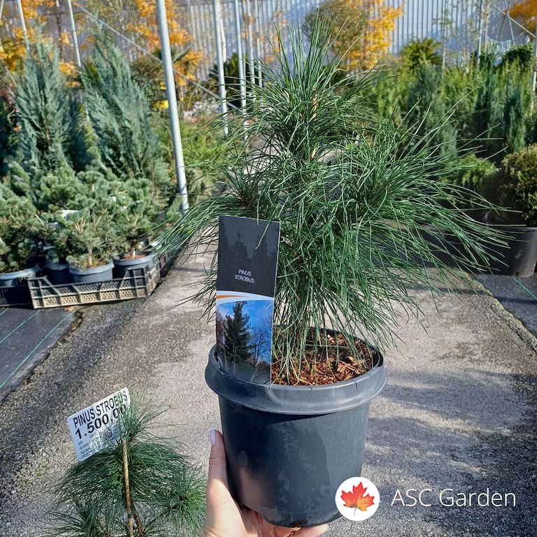 Pinus strobus 40 cm
