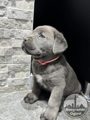 Cane Corso