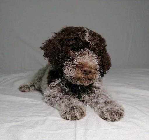 Lagotto romagnolo stenci