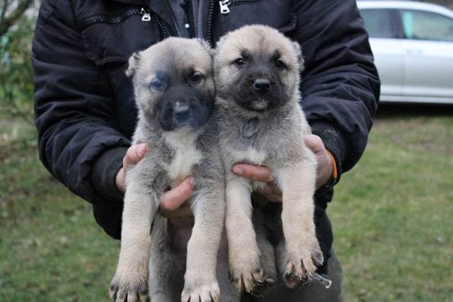 Turski Kangal štenci