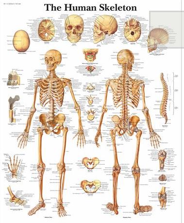 Anatomske karte – plakati u boji 70×100 cm