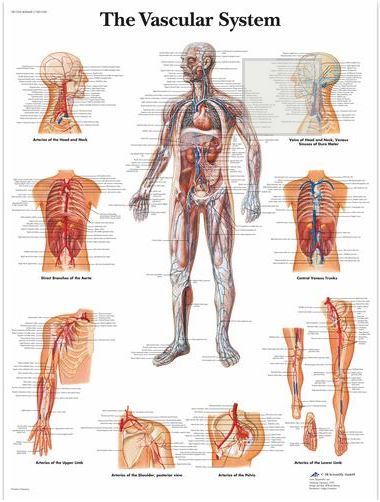 Anatomske karte- plakati u boji, 50×67 cm