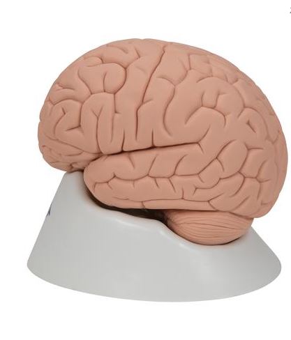 Ljudski model – Ljudski mozak – 4 dela