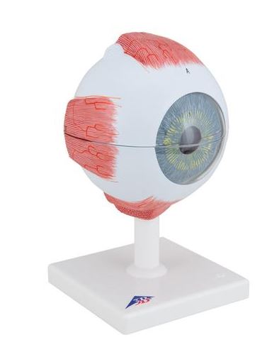 Ljudski model – Ljudsko oko – model uvećan 5X, 6 delova