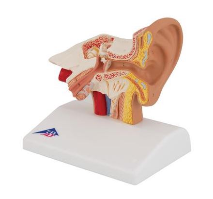 Ljudski model – Ljudsko uho uvećano 1, 5x