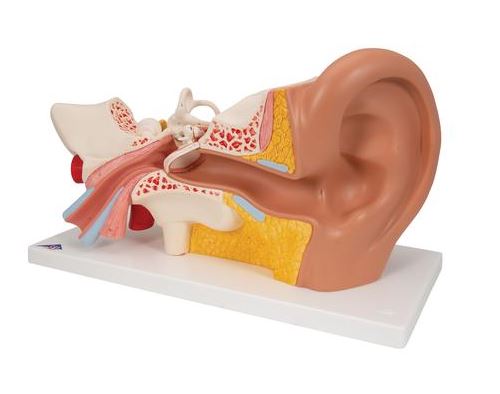 Ljudski model – Ljudsko uho uvećano 3x, 4 dela