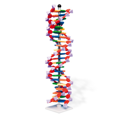 Ljudski model – Mini DNA , 22 segmenata