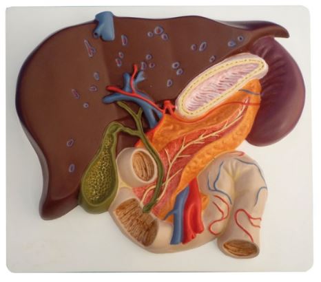 Ljudski model – Model jetra, pankreas, duodenum