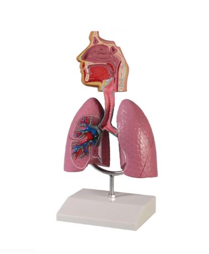 Ljudski model – Model respiratorni sistem