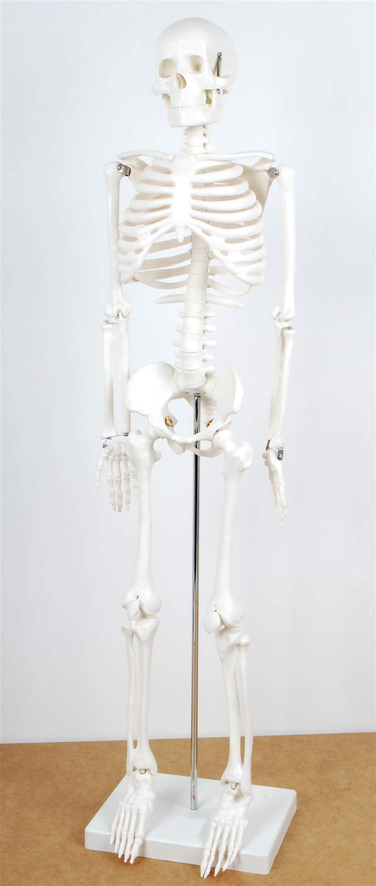 Ljudski model – Skelet čoveka mini, H – 85 cm
