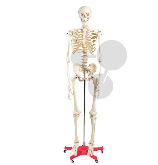 Ljudski model – Skelet čoveka, standardni, H – 170 cm