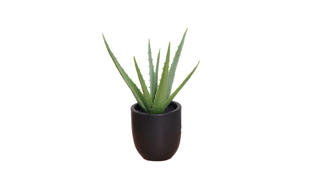 Biljka u saksiji Aloe vera 33 cm