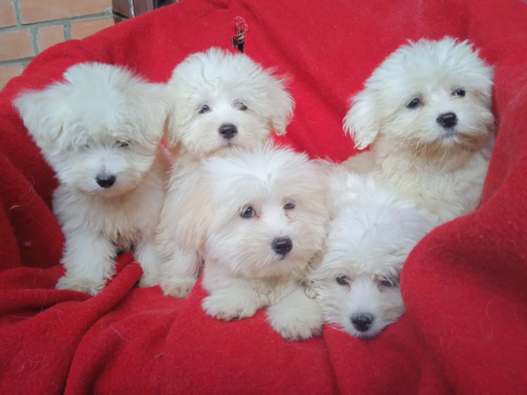 Štenci Coton de Tulear (Tulearski pas)