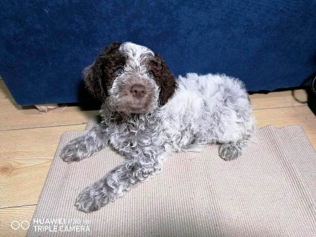 Lagotto Romagnolo stenci