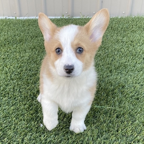 Štene Pembroke Welsh Corgi WhatsApp +420 734384520