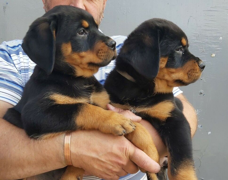 Štenci Rotweillera WhatsApp +420 734384520