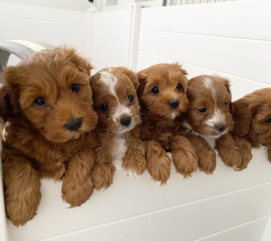 Cavapoo štenci WhatsApp +420 734384520