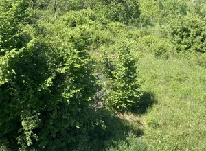 Prodaja Plac - Petrovaradin, Ledinci