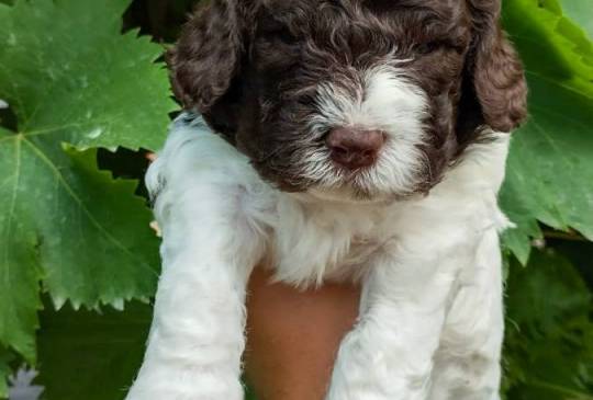 Lagotto Romagnolo Stenci