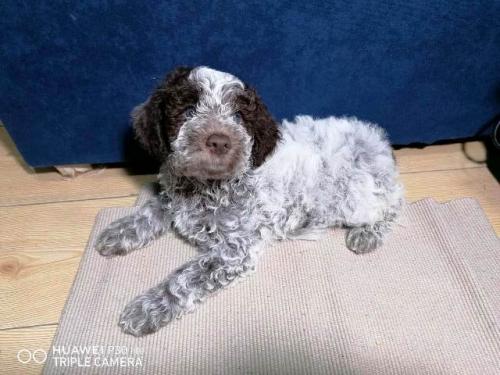 Lagotto romagnolo stenci