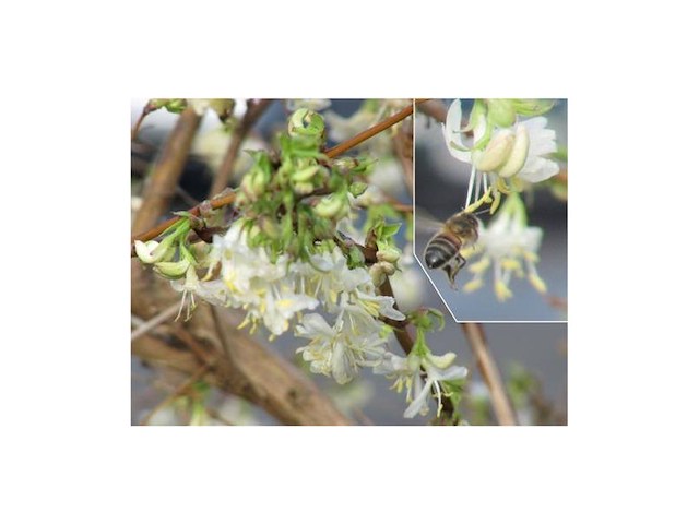 Winter jasmin - Lonicera fragrantissima 5 sad.