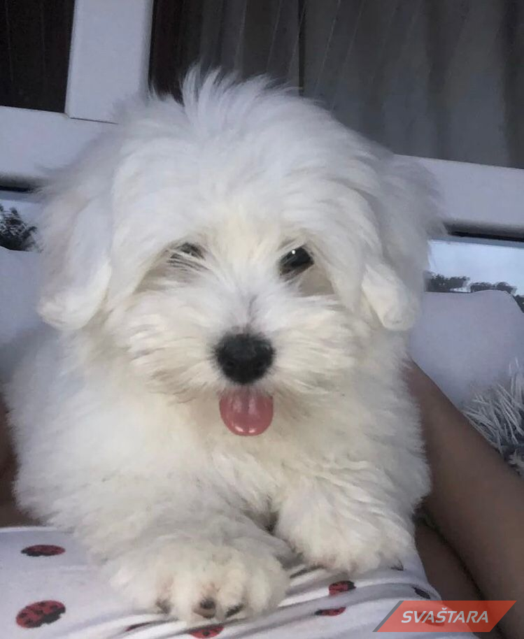 Coton de Tulear stenci