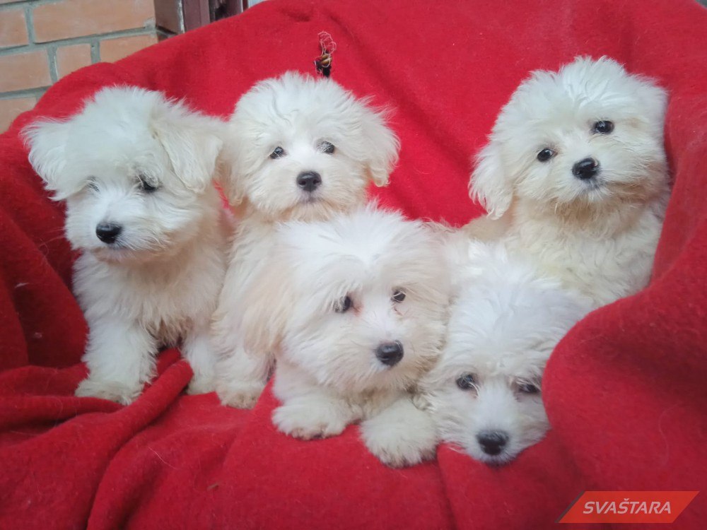 Štenci Coton de Tulear (Tulearski pas)