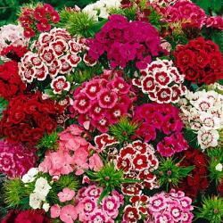 Turski karanfil MIX (seme) Dianthus barbatus